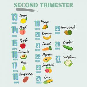 Size of Your Baby Each Step of Pregnancy - A Women's Pregnancy Center